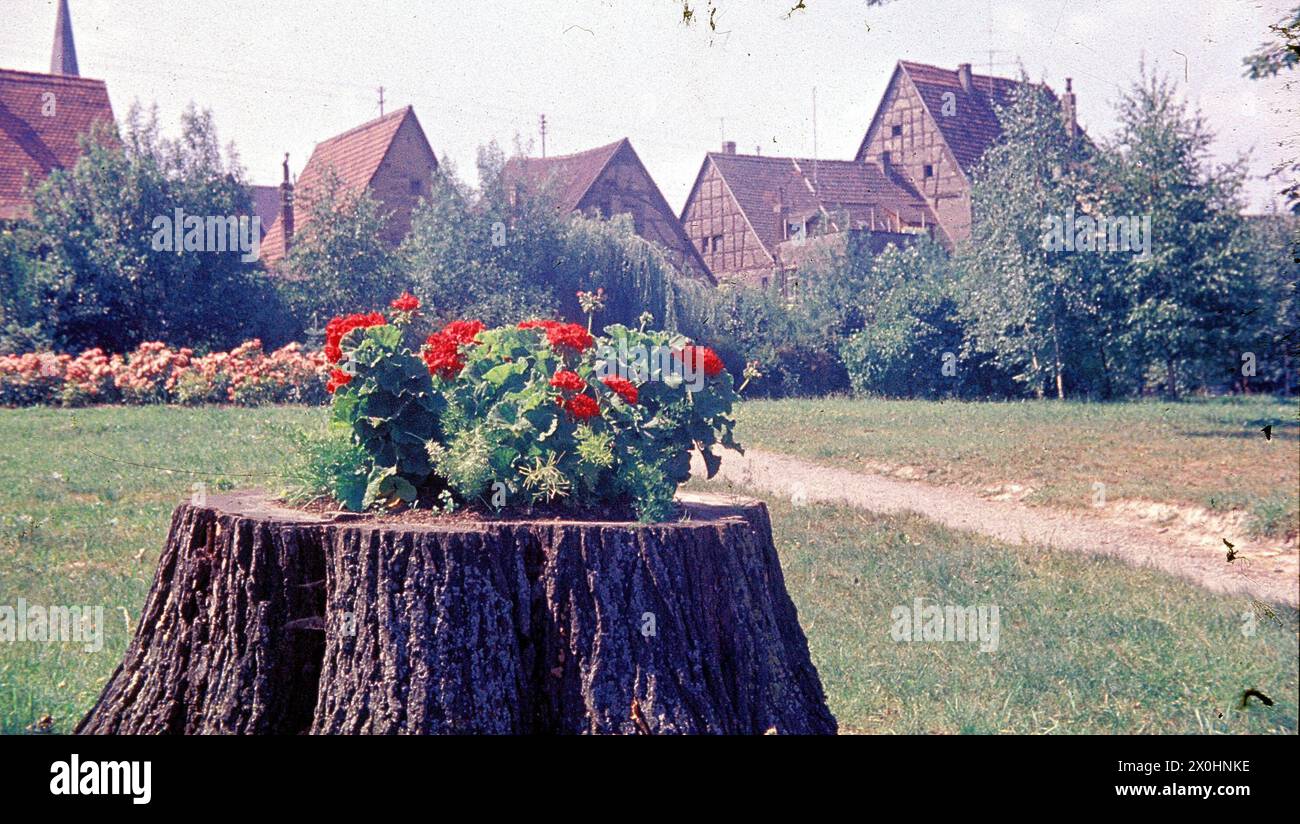 Plant on the Main [automated translation] Stock Photo - Alamy
