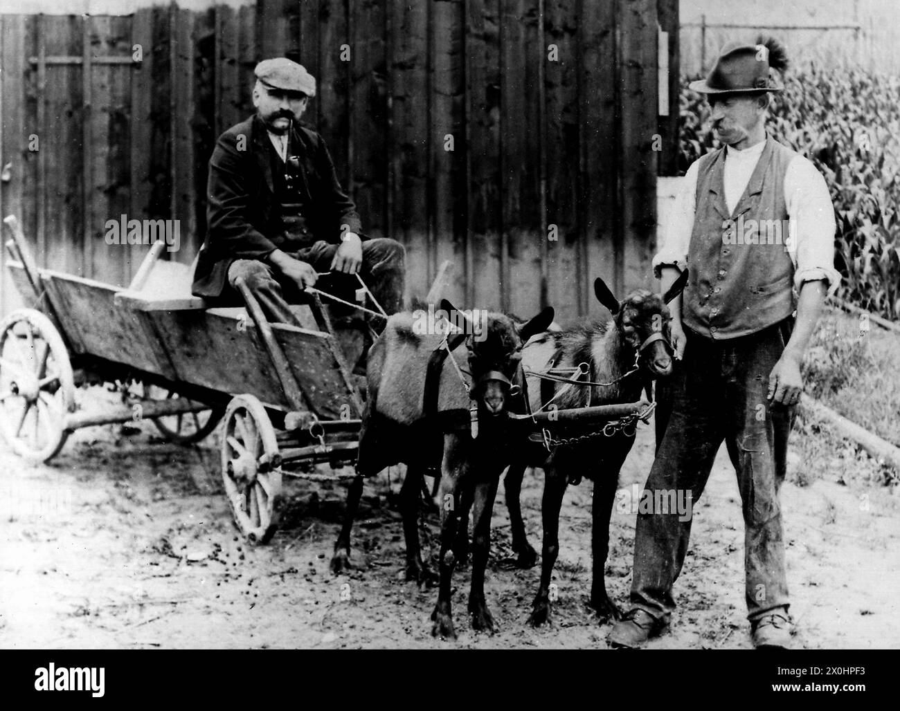Two men with a goat cart in Ochsenfurt. [automated translation] Stock ...