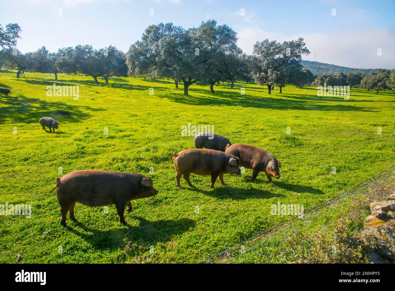 Cerdo cerdos animal animales hi-res stock photography and images - Alamy