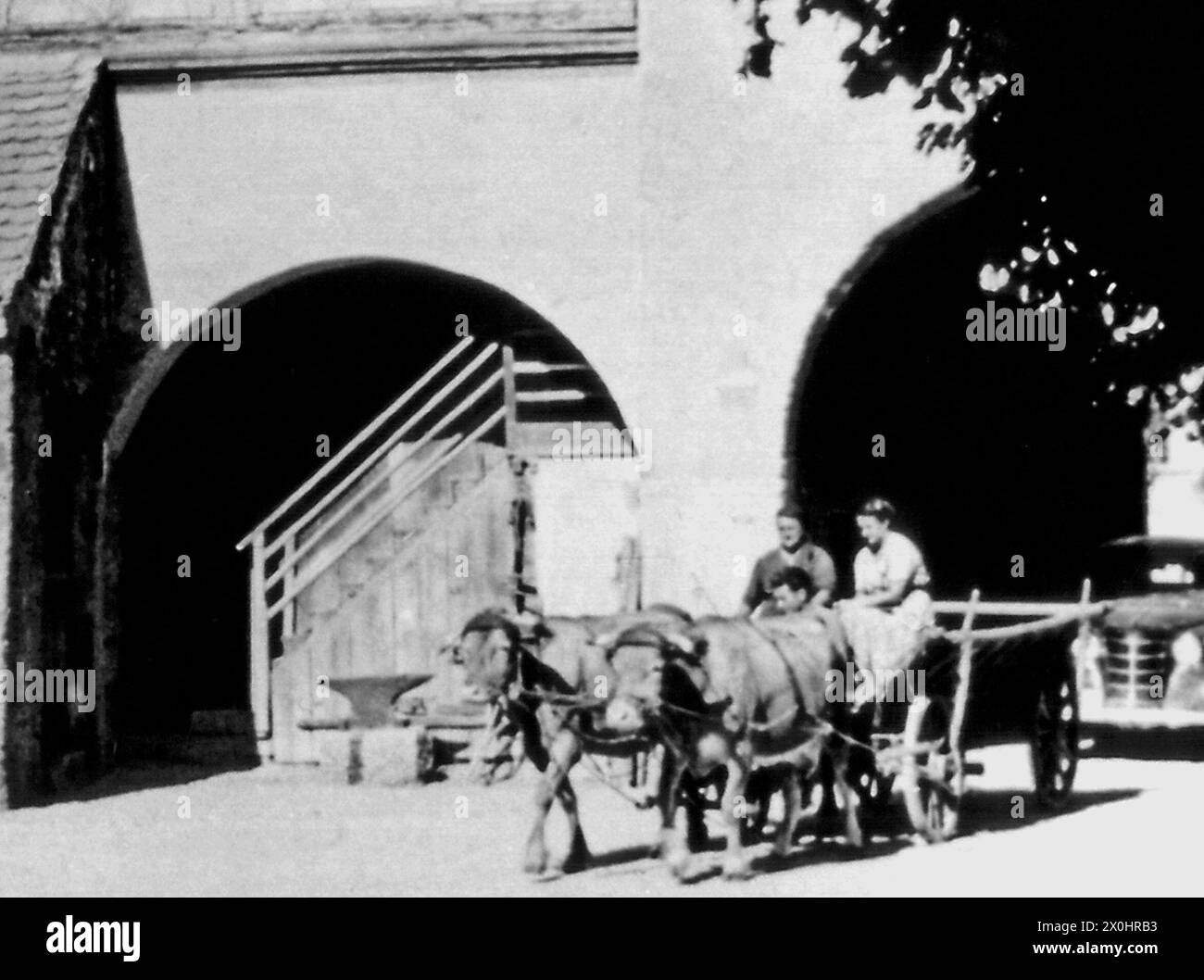 Ox cart driving through the bulwark, with vintage cars behind it ...