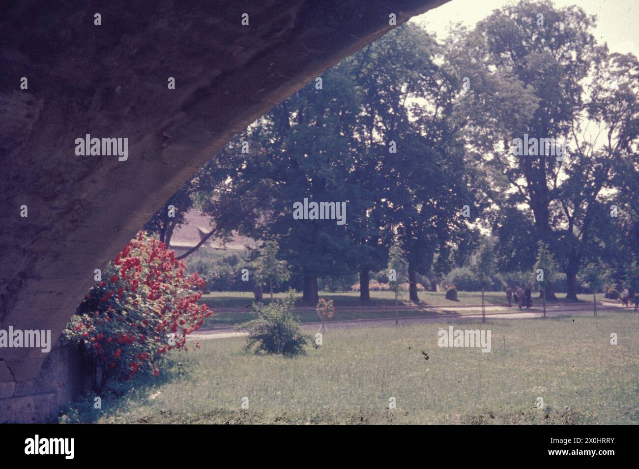 Plant on the Main [automated translation] Stock Photo - Alamy