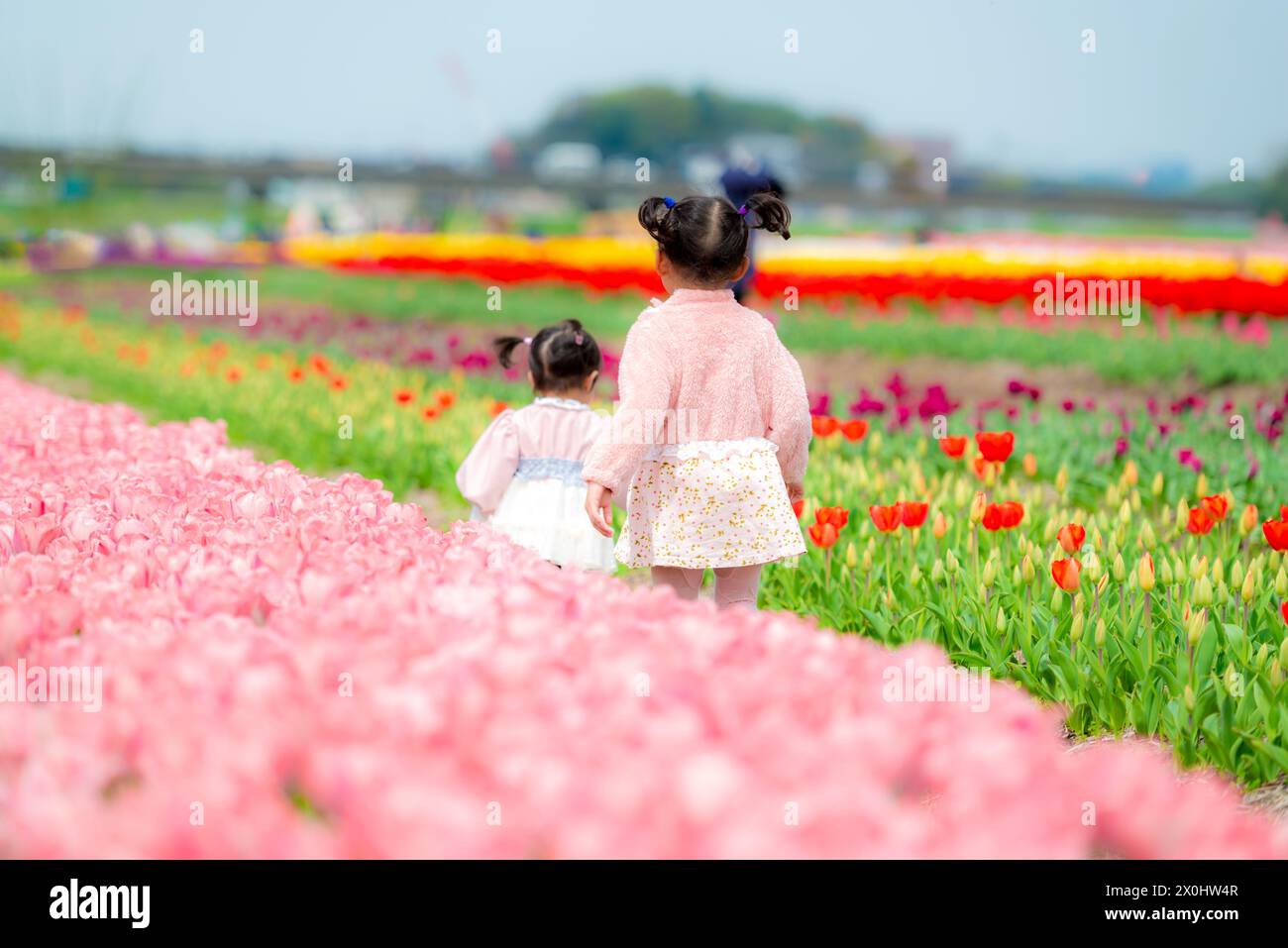 Little girls strolling in the middle of a tulip flower garden Stock ...