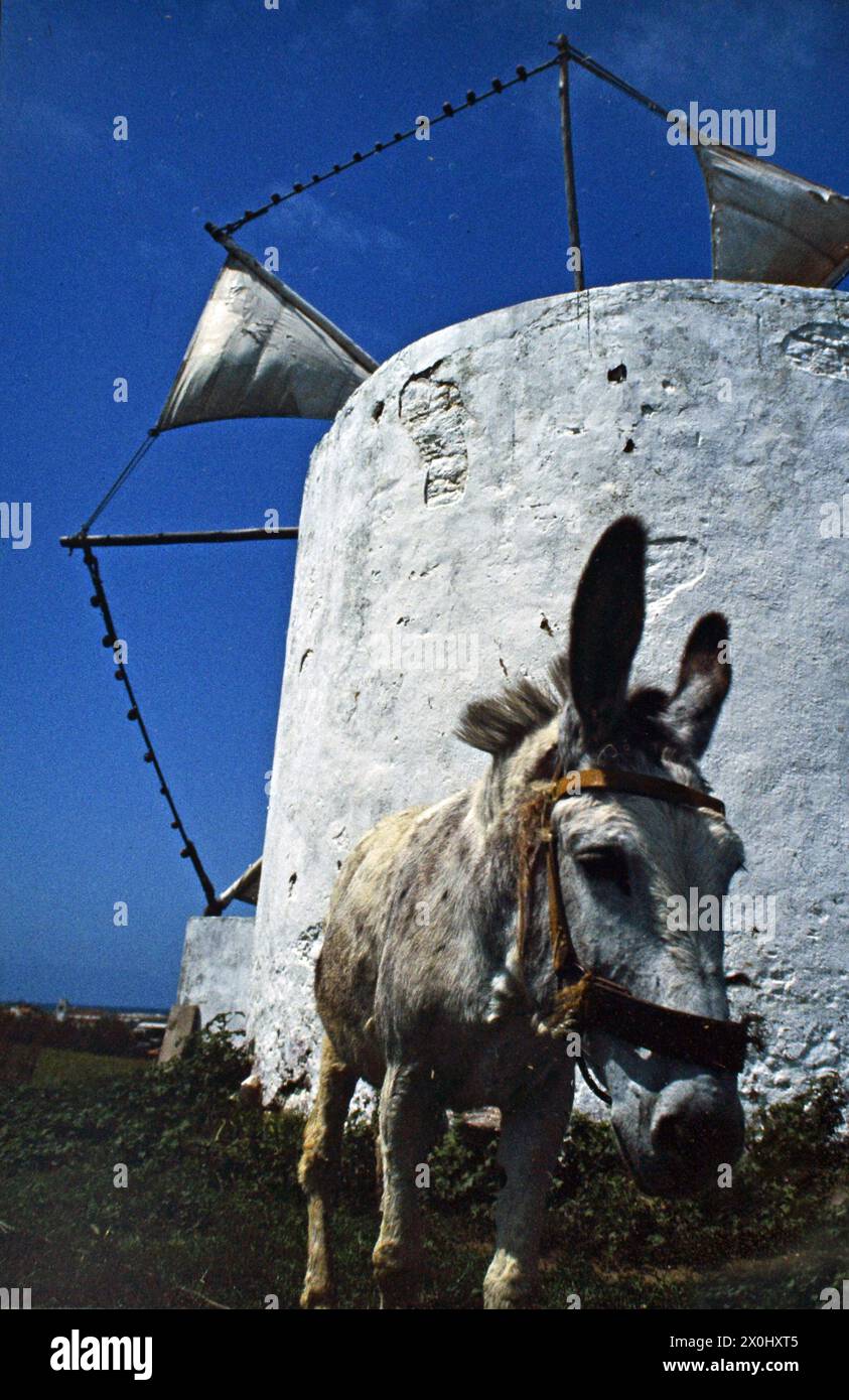 A donkey in front of a white windmill. [automated translation] Stock ...