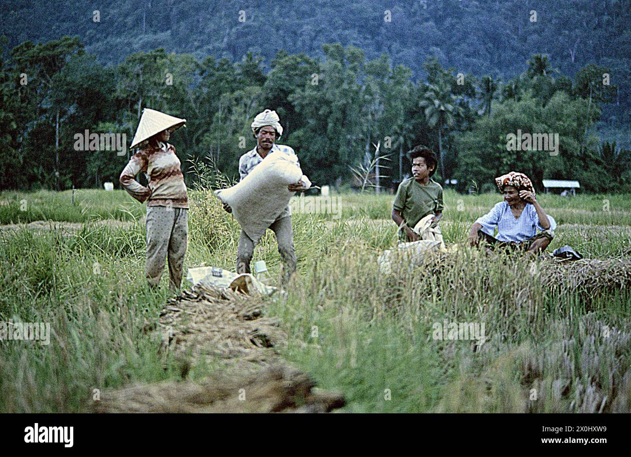 There is a group of farmers, a man, a boy and probably two women in a ...