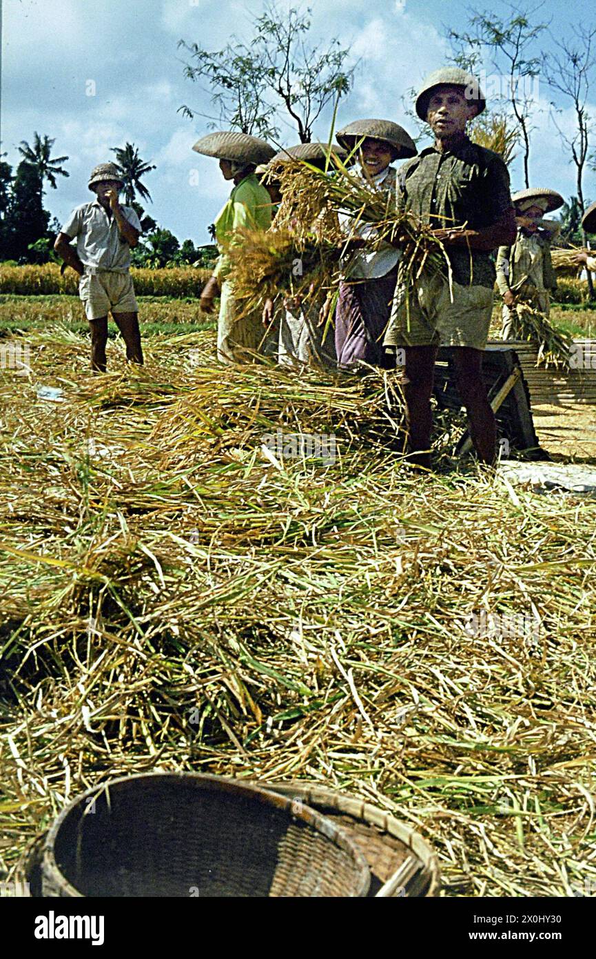 A group of farmers harvesting rice in Bali, Indonesia. They wear big ...