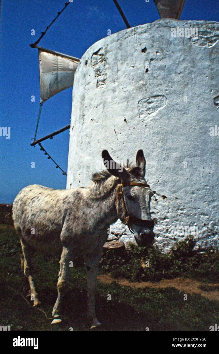 A donkey in front of a white windmill. [automated translation] Stock ...