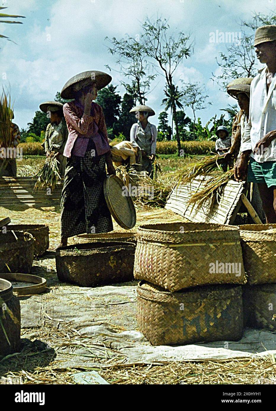 A group of farmers harvesting rice in Bali, Indonesia. In the ...