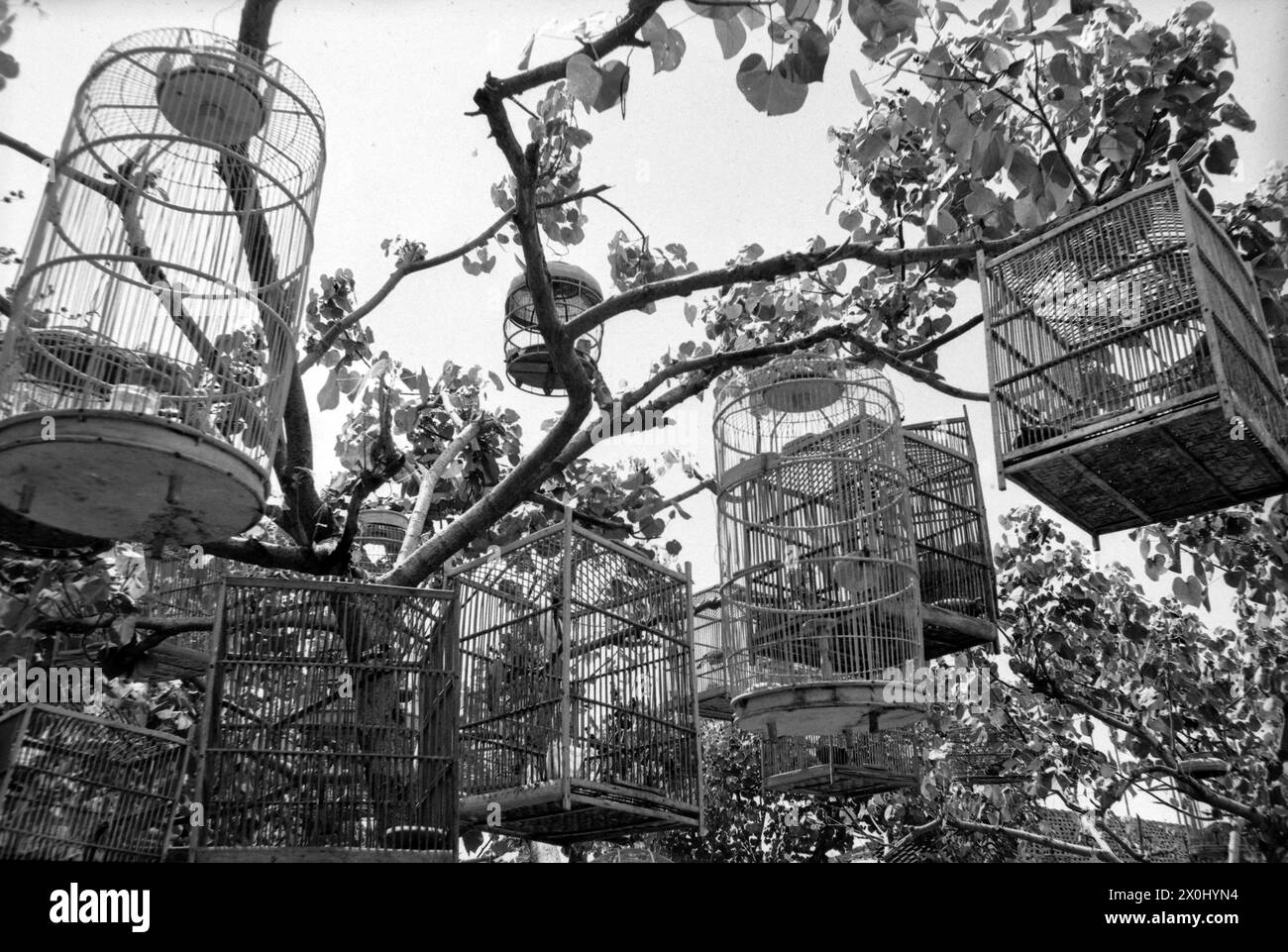 Bird cages at a bird market in Yogyakarta in Indonesia. The cages hang ...