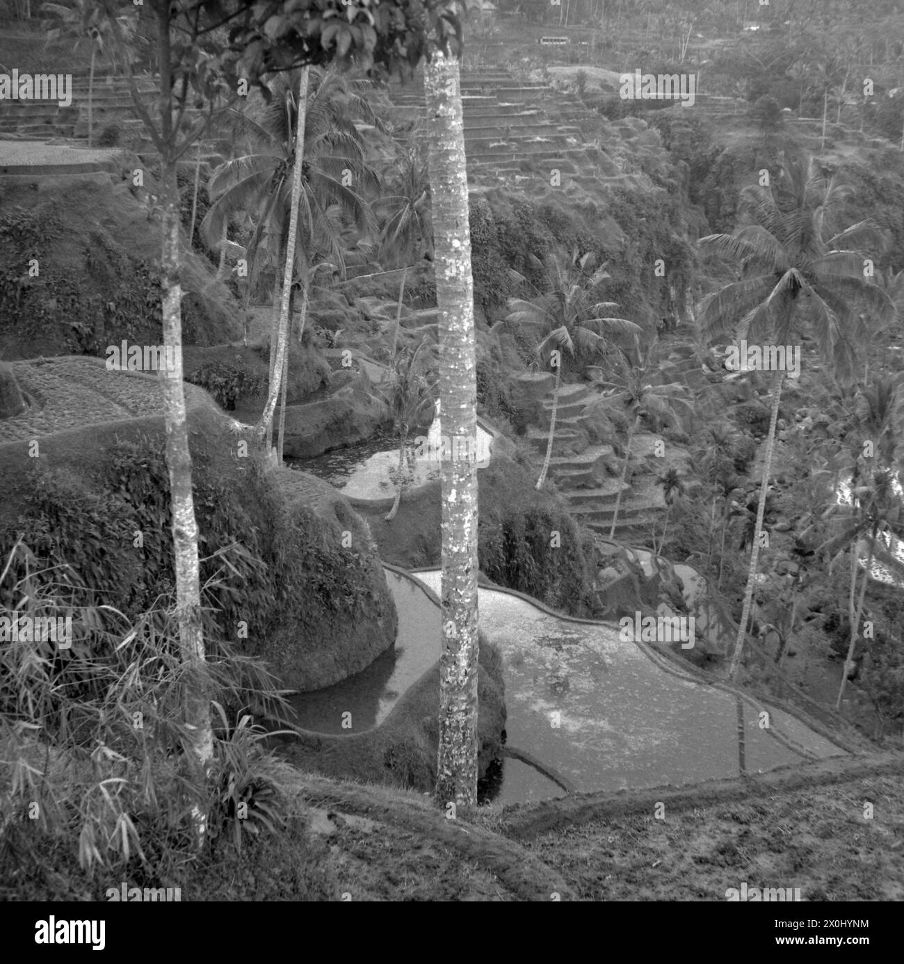 Valley palm trees rice terraces Black and White Stock Photos & Images ...