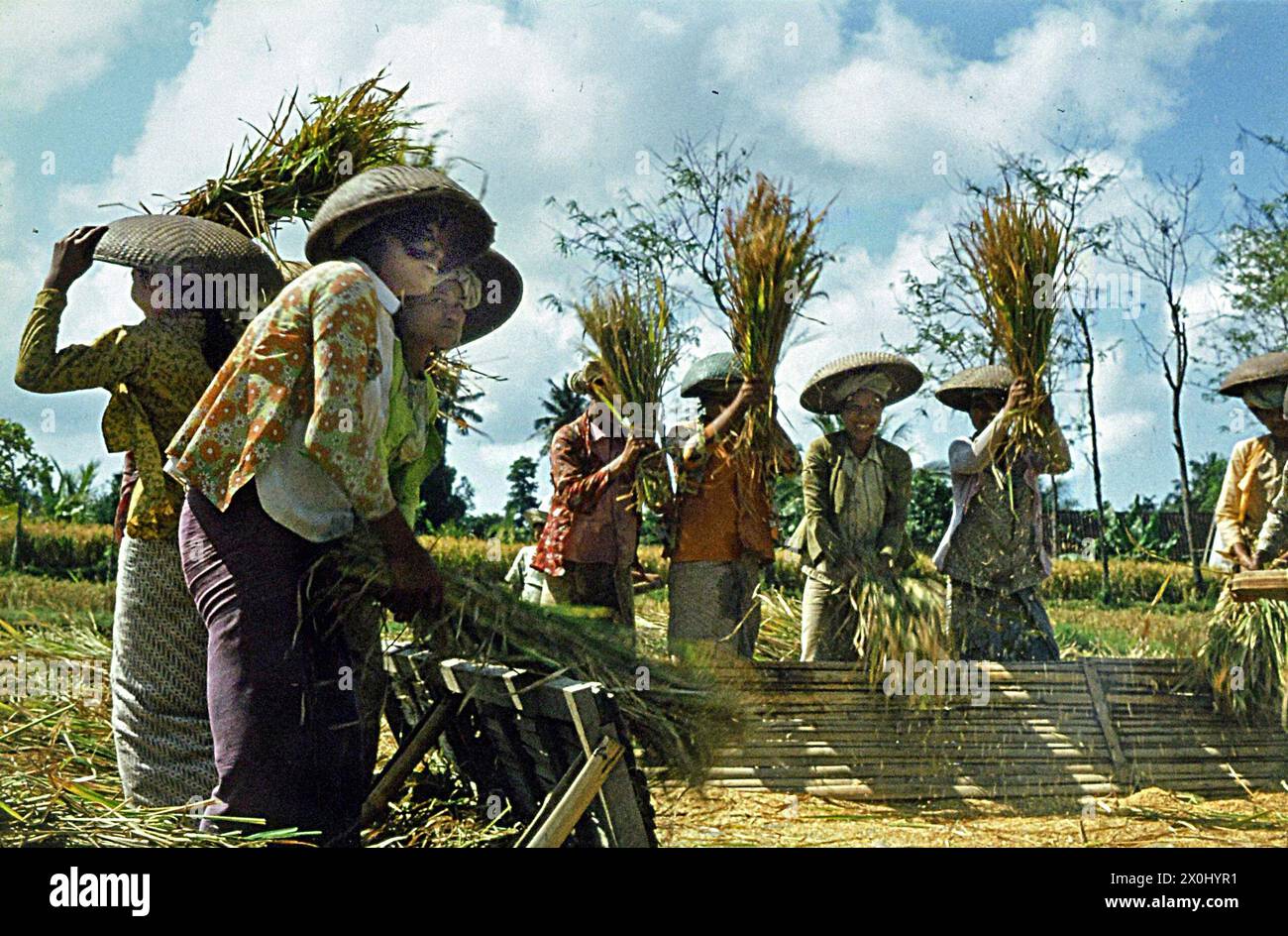 Some women threshing rice in a field in Bali. A special device made of ...