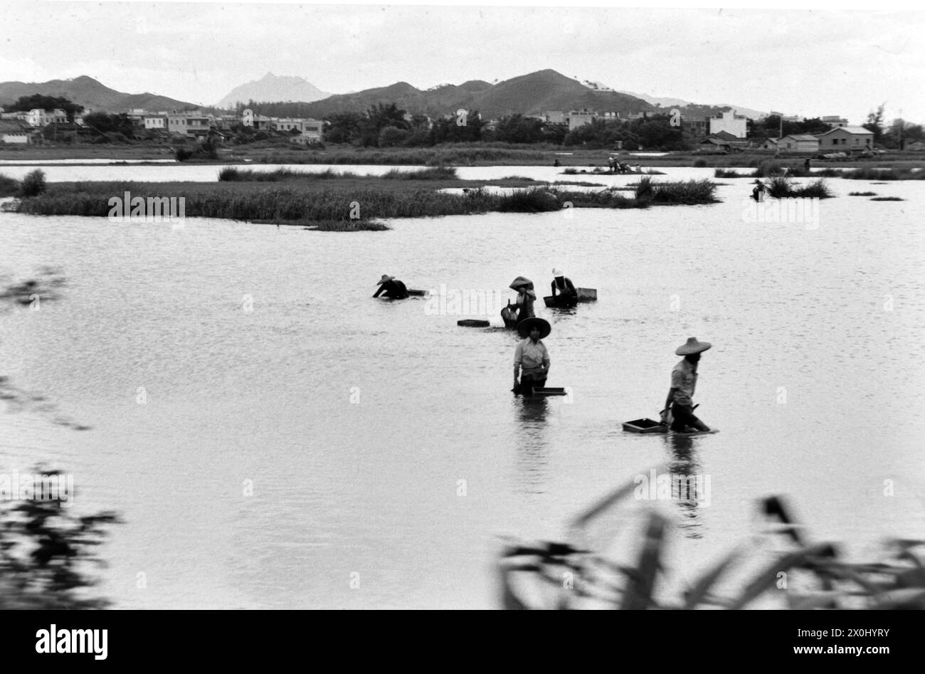 Five shallow water fishermen in Hong Kong's New Territories wade ...