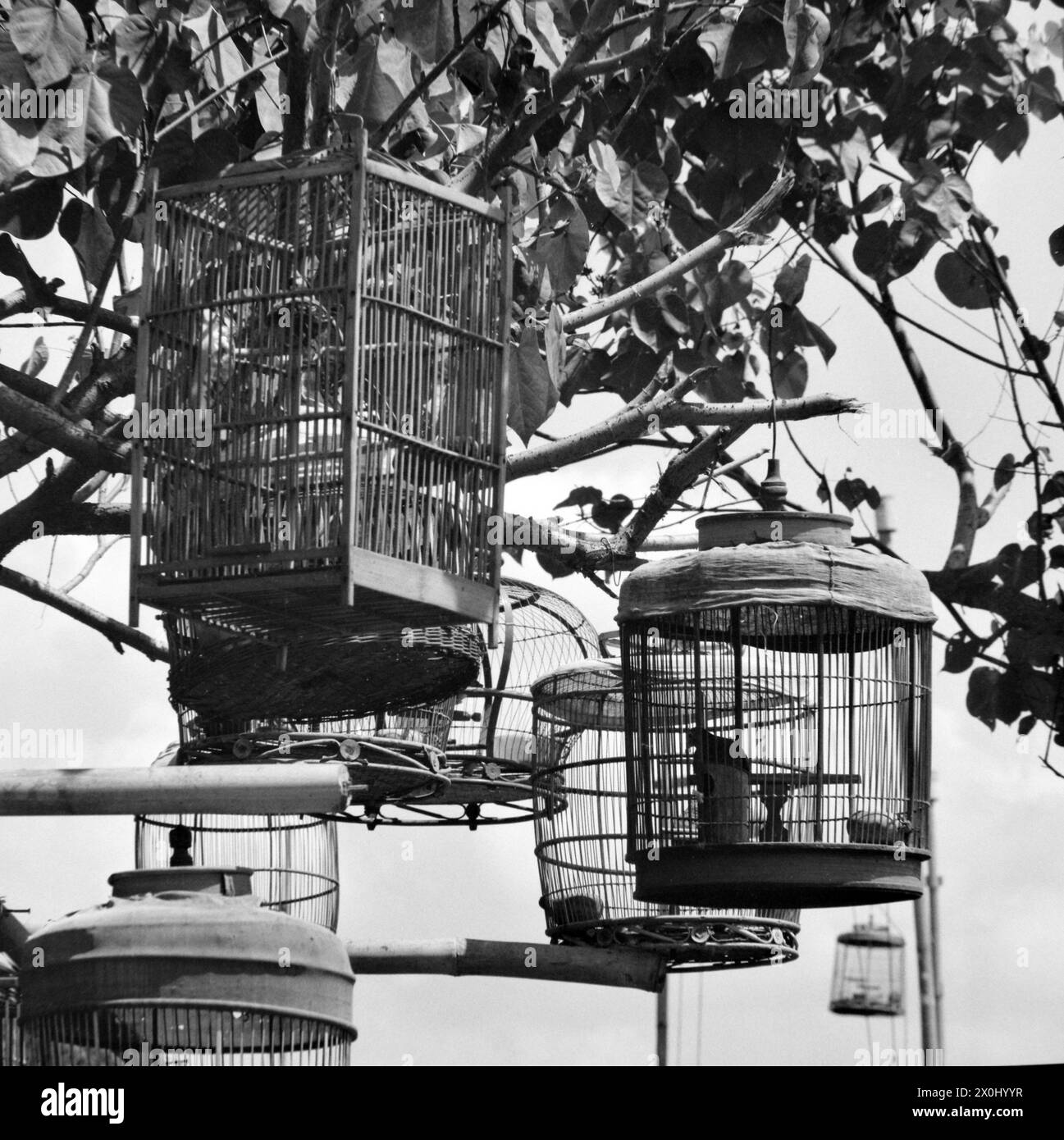 Some cages with birds in them hang from the branches of a tree at a ...