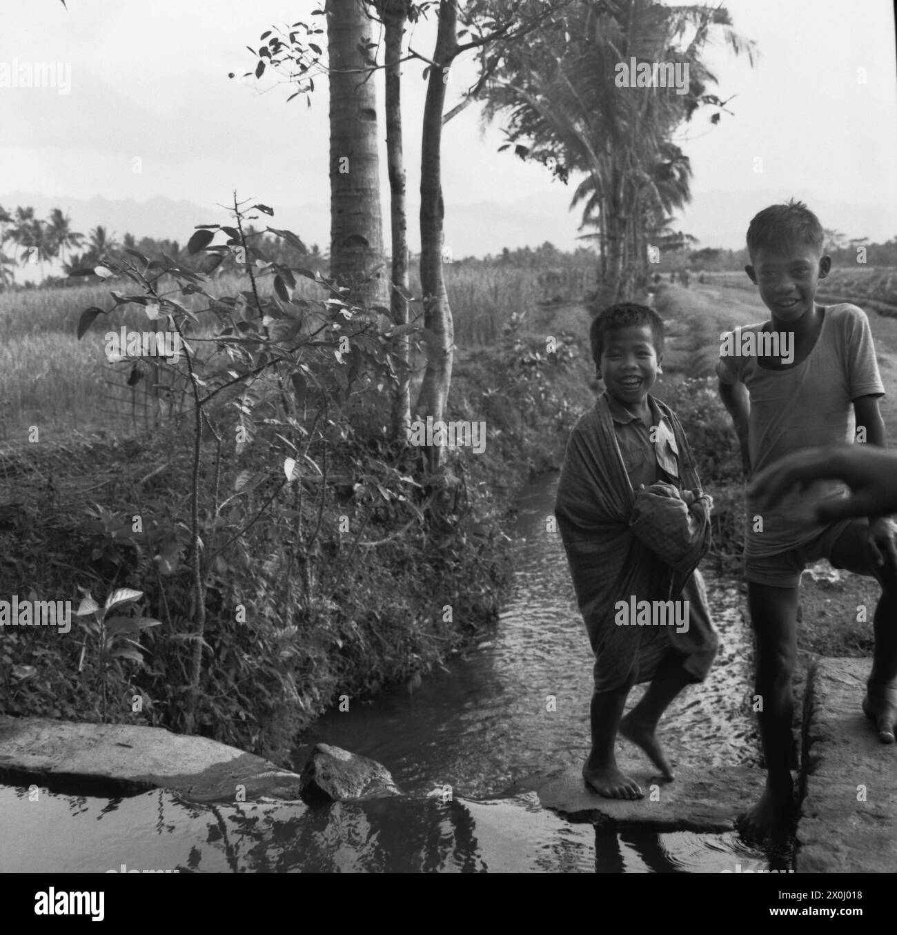 Palms other plants in Black and White Stock Photos & Images - Alamy