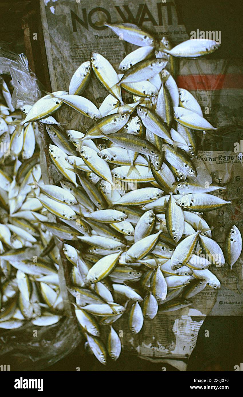 Numerous fish, probably mackerels, are lying in a wooden unloading on ...