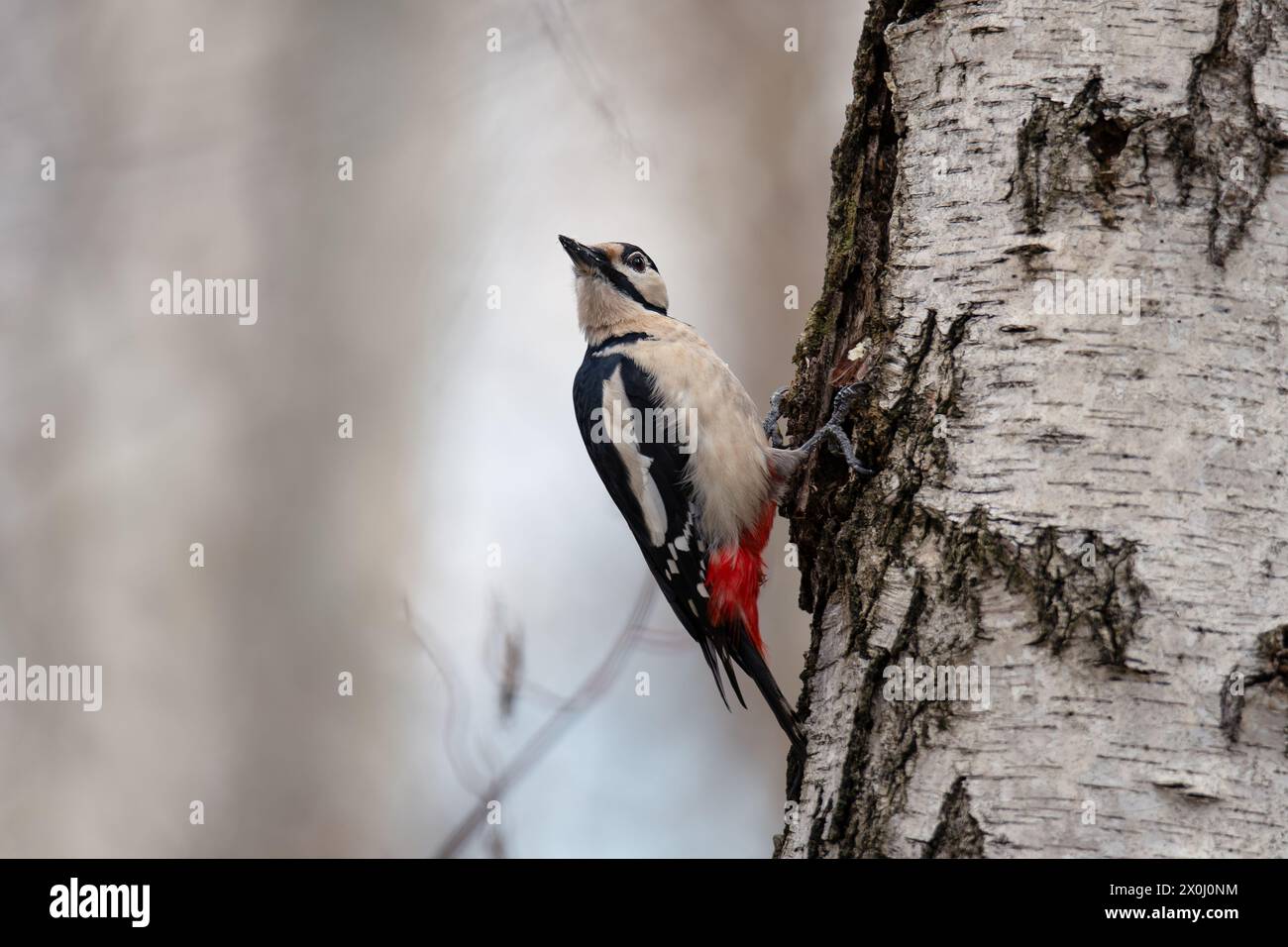 Dendrocopos major or great spotted woodpecker, is a species of piciform ...