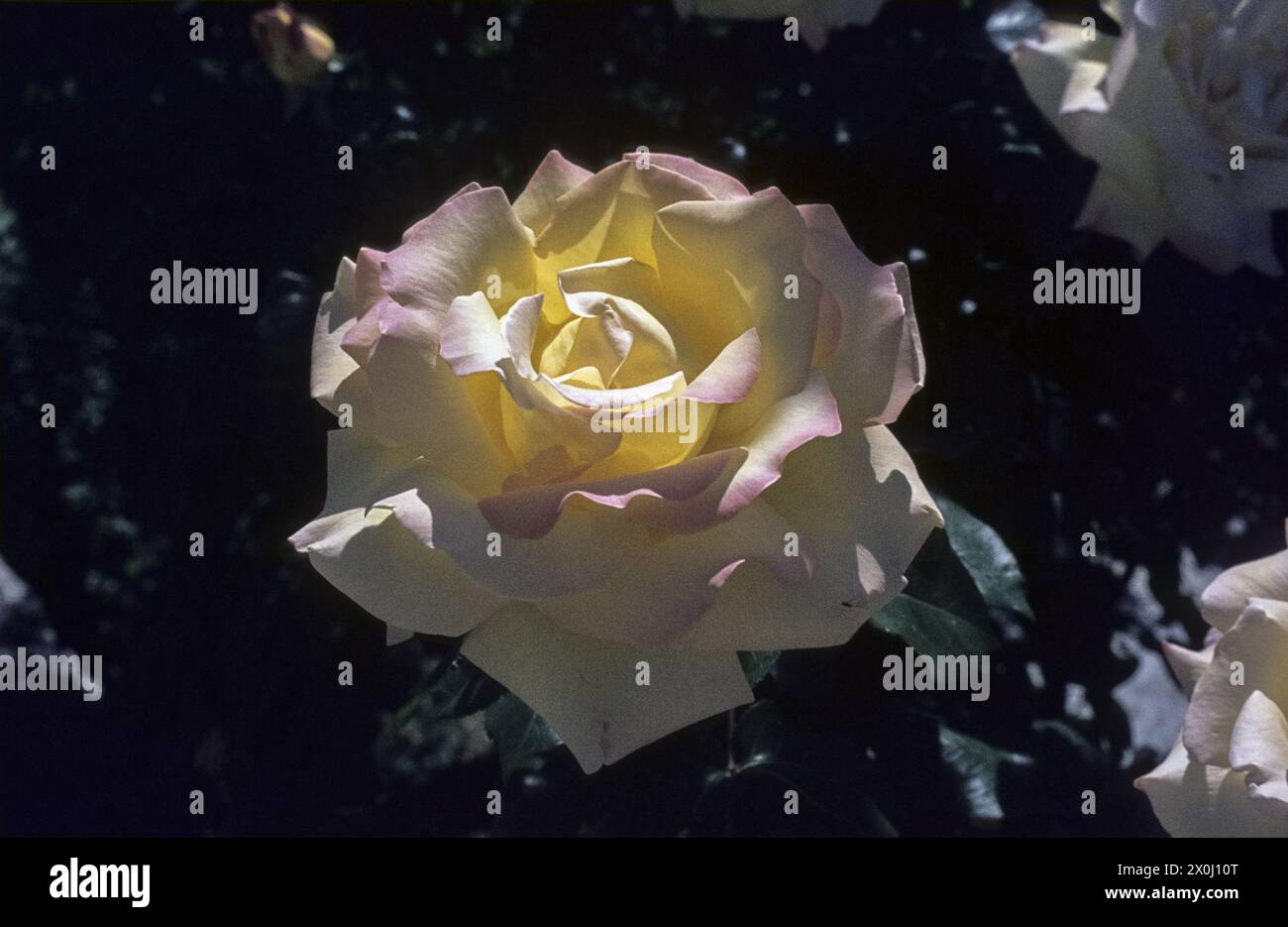 Blooming rose in the castle park [automated translation] Stock Photo ...