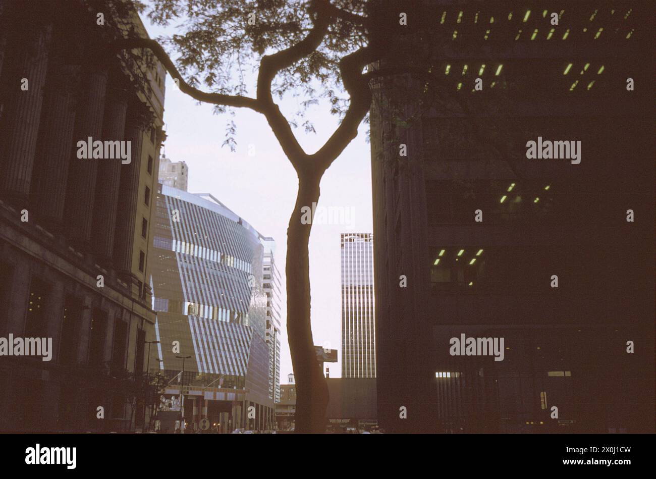 Downtown Chicago, tree between skyscrapers [automated translation ...