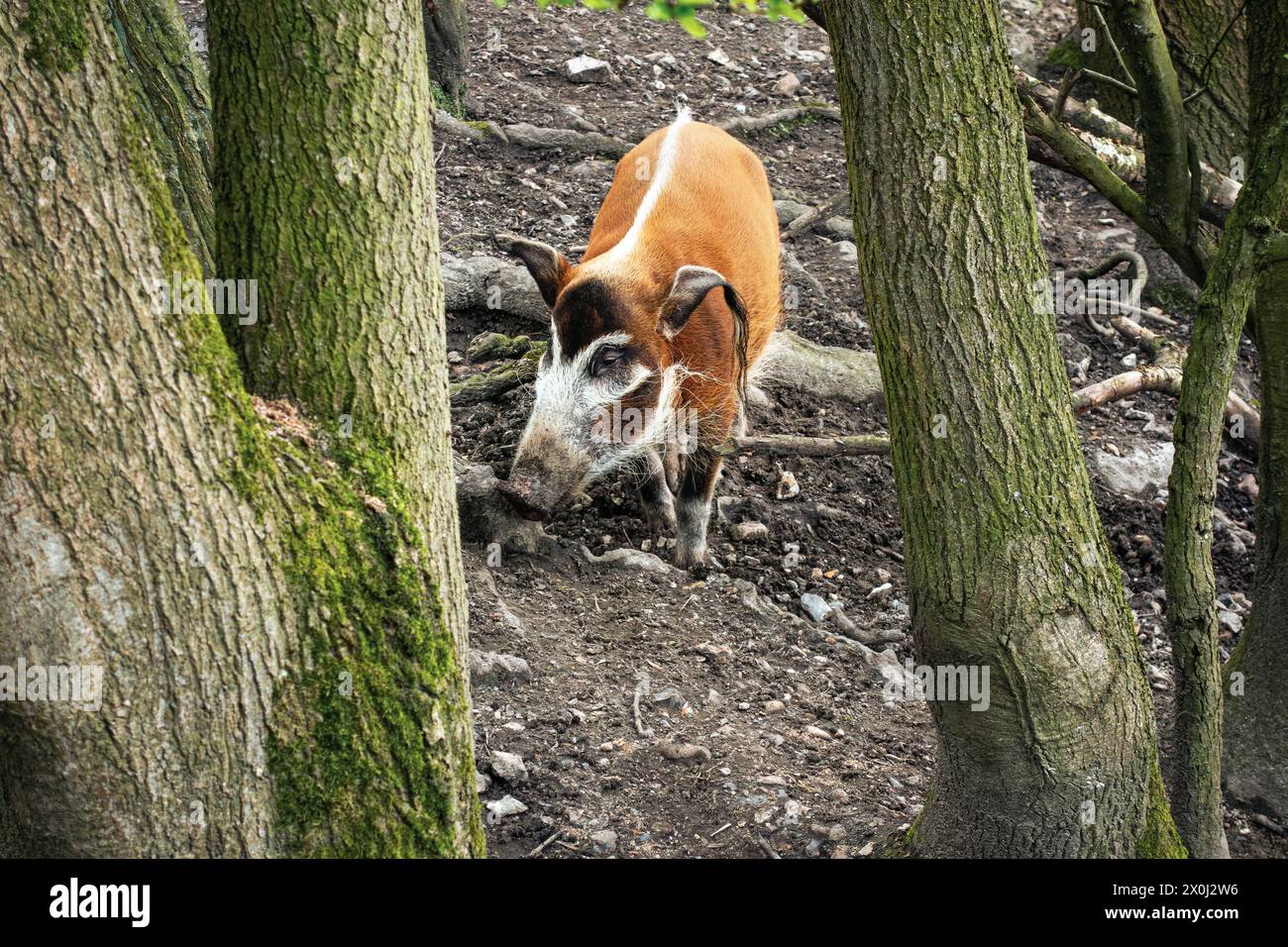 Red River Hog foraging between trees, taken at Howletts Wild Animal ...