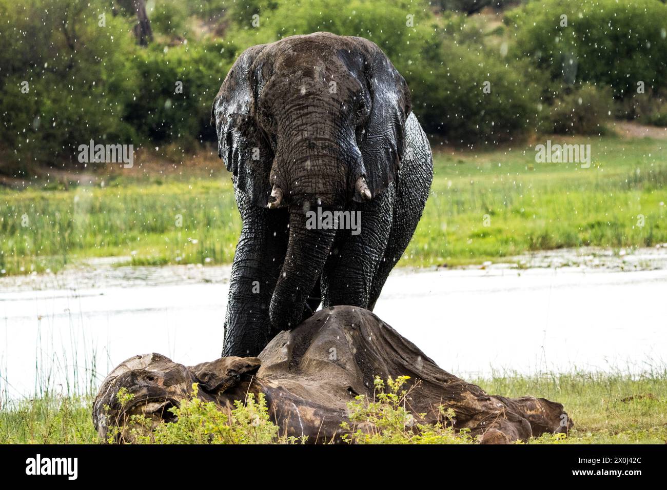 Mourning elephant in the rain, Boteti River, Botswana Stock Photo - Alamy