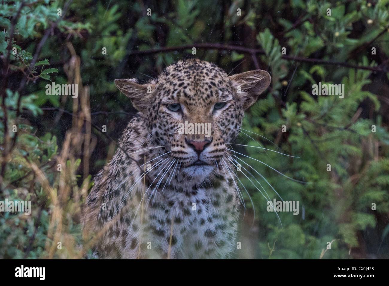 Wet leopard hi-res stock photography and images - Alamy