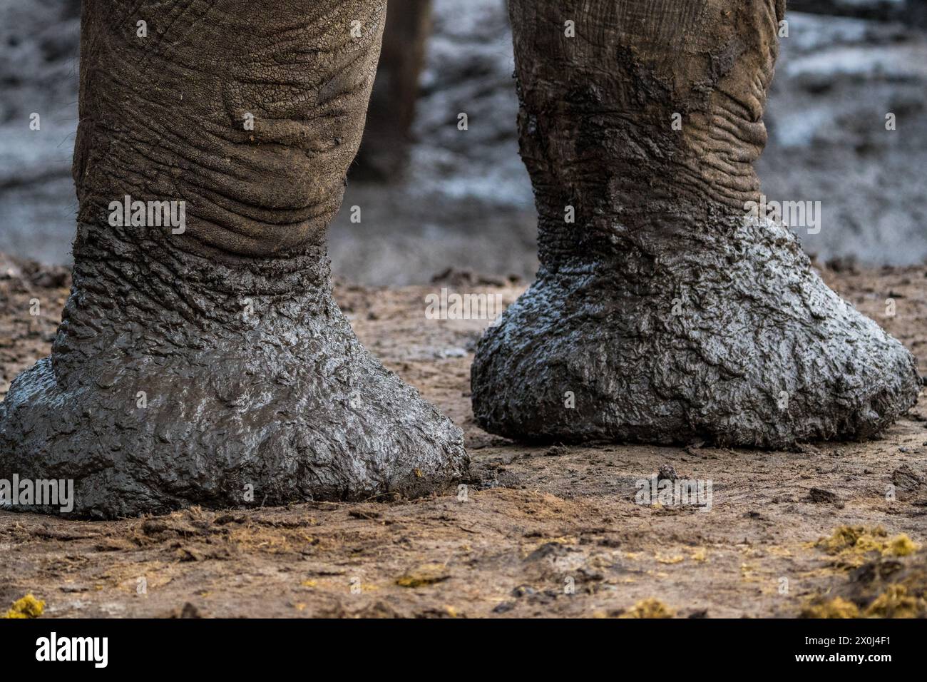The elephant feet hi-res stock photography and images - Alamy