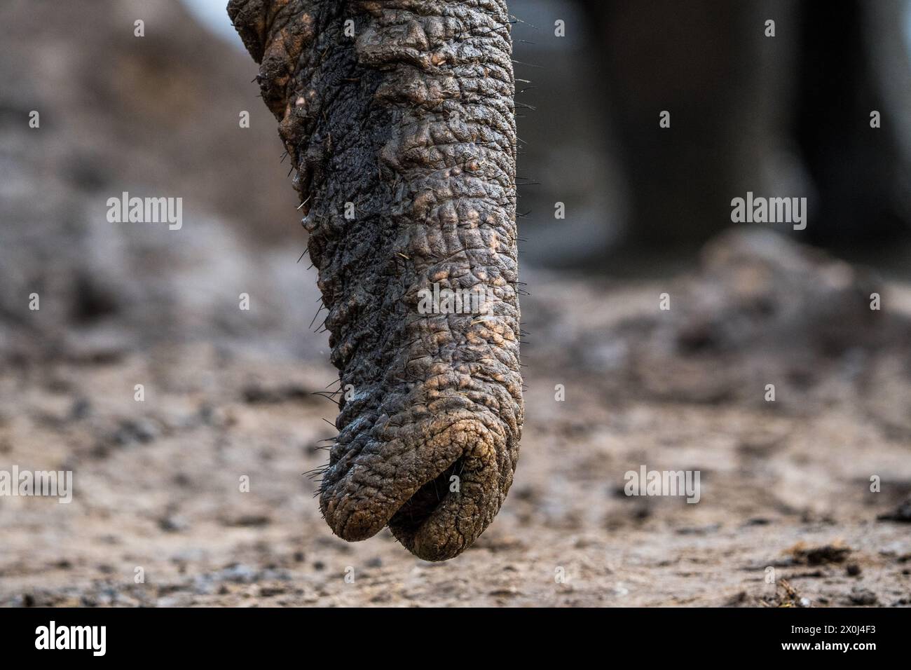Botswana elephant trunk hi-res stock photography and images - Alamy