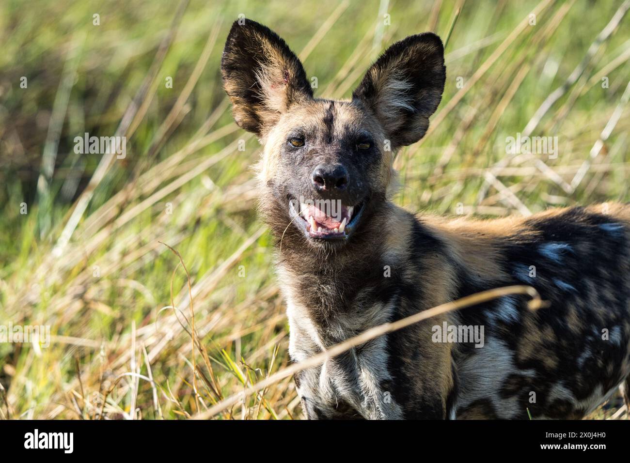 African wild dog near Khwai, Moremi, Botswana Stock Photo - Alamy
