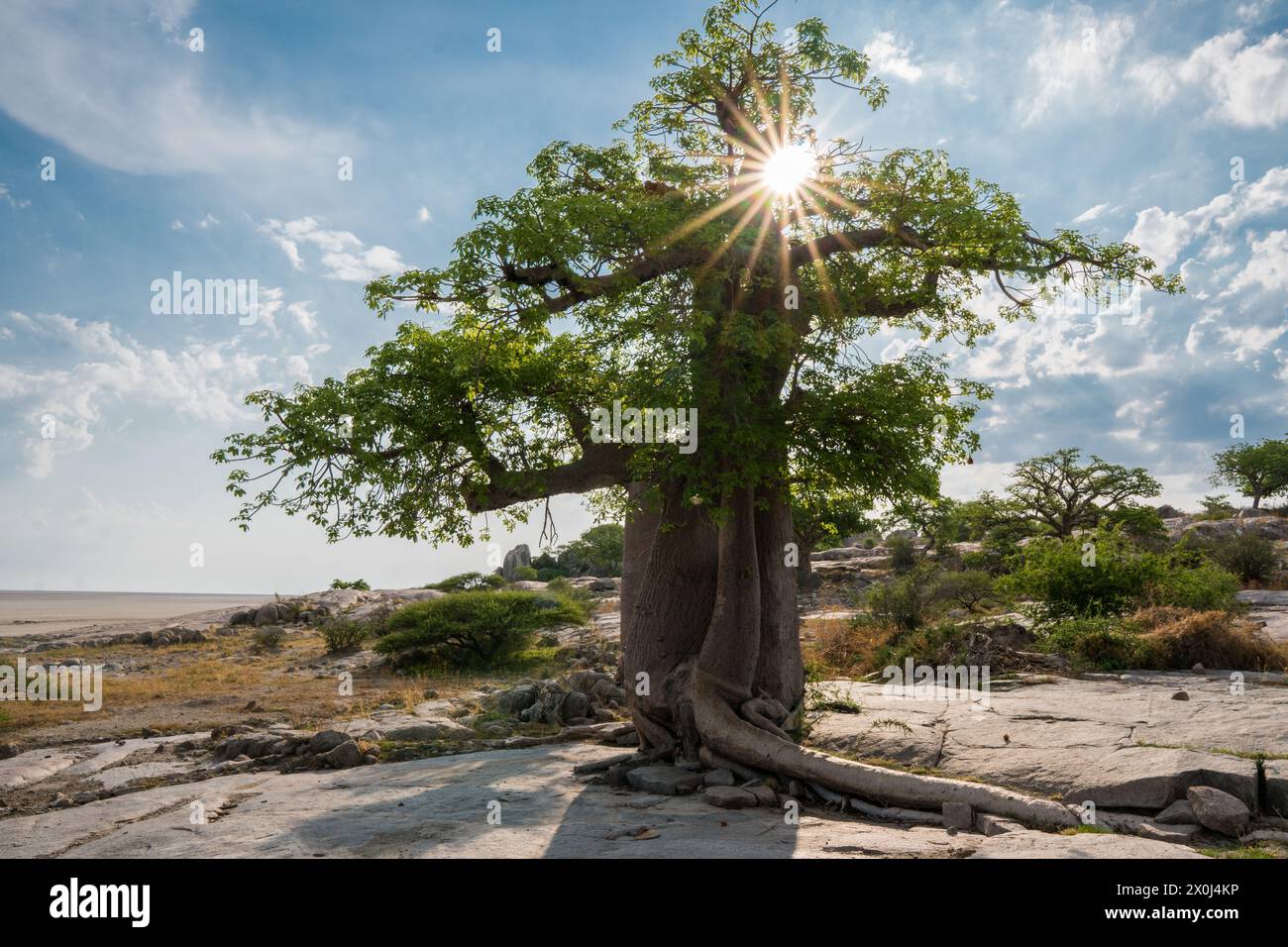 Botswana trees hi-res stock photography and images - Alamy