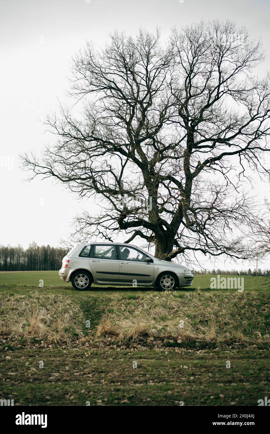 silver car and oak tree in the field Stock Photo - Alamy