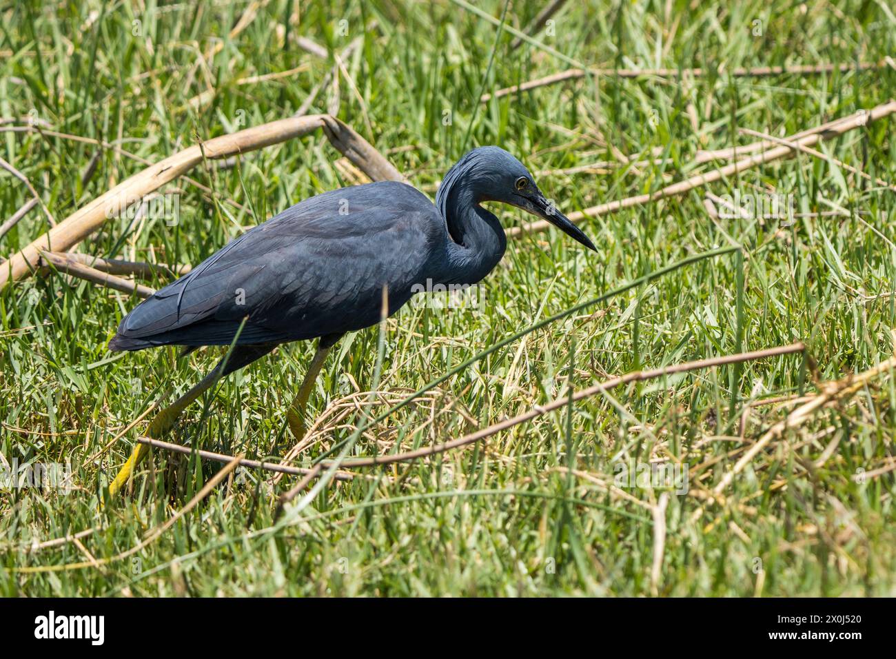 Slady hi-res stock photography and images - Alamy