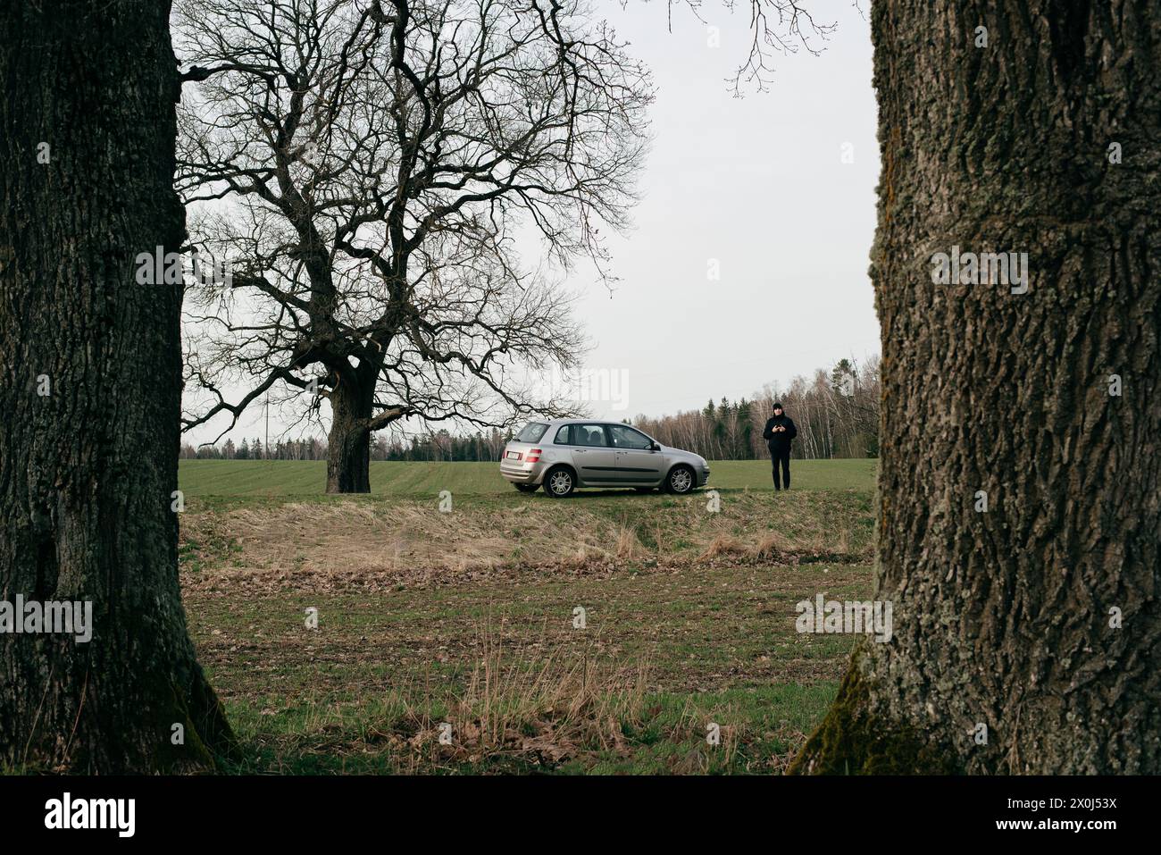 silver car and oak tree in the field. High quality photo Stock Photo ...