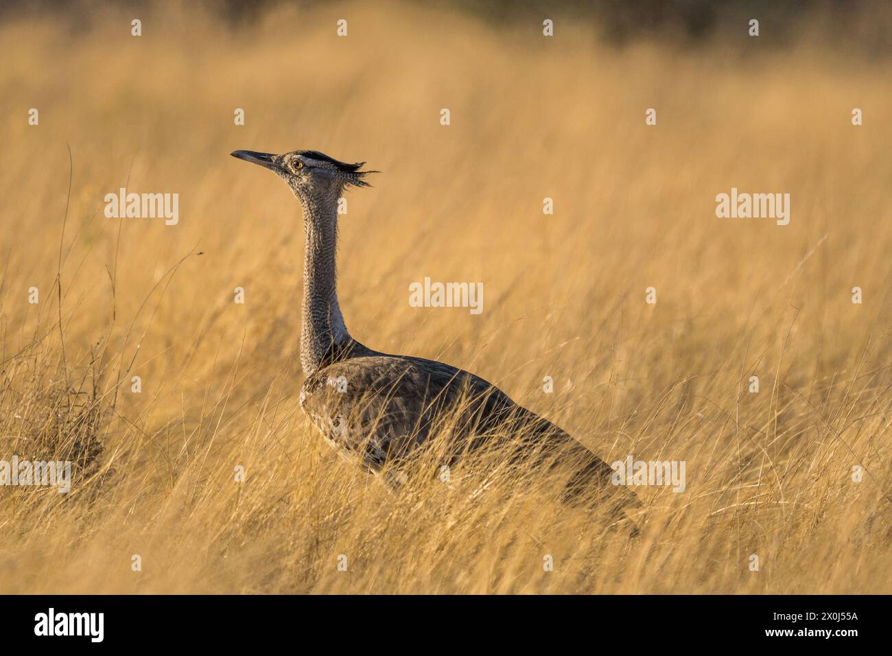 Kori bustard in the Central Kalahari, Botswana Stock Photo - Alamy