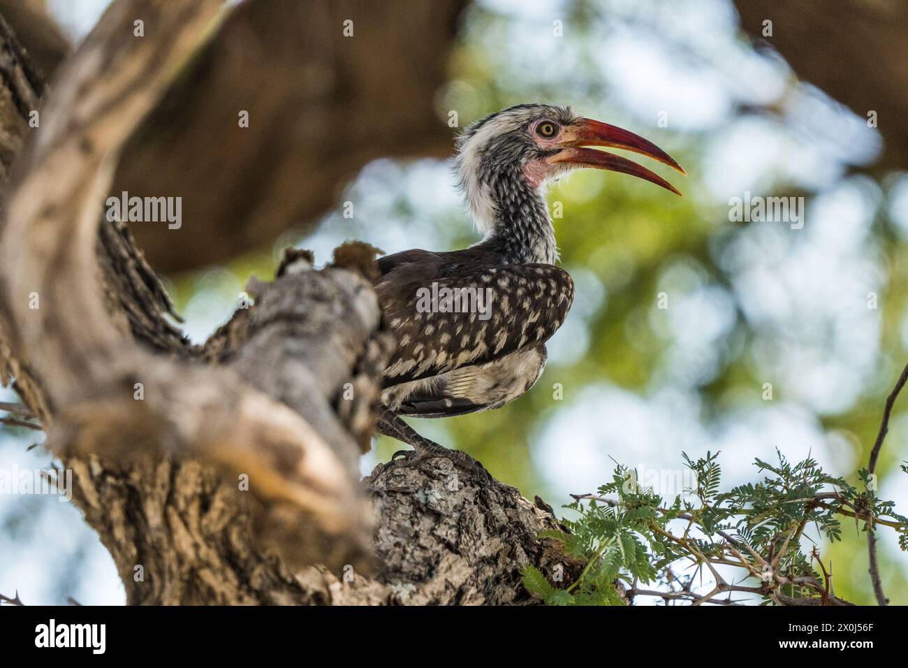 Southern red-billed hornbill at the Boteti River, Botswana Stock Photo ...