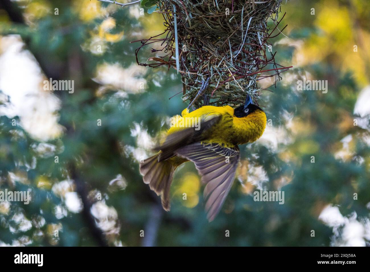 African Golden Weaver / Yellow Weaver, Botswana Stock Photo - Alamy