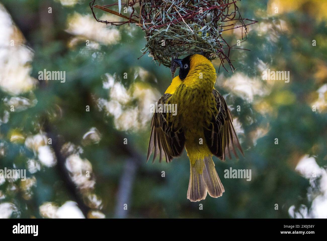 African Golden Weaver / Yellow Weaver, Botswana Stock Photo - Alamy