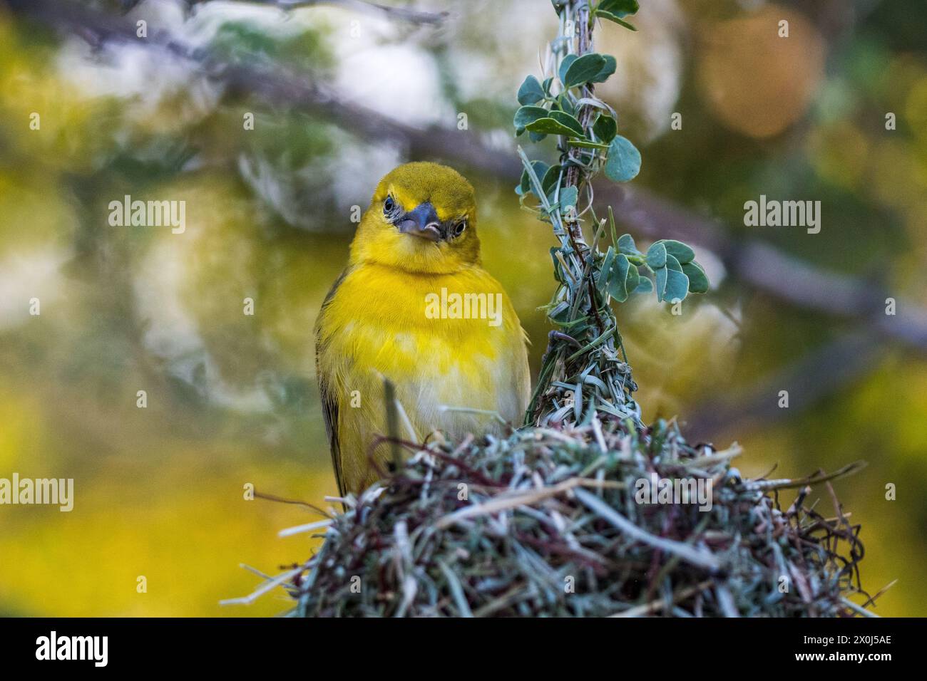 African Golden Weaver / Yellow Weaver, Botswana Stock Photo - Alamy