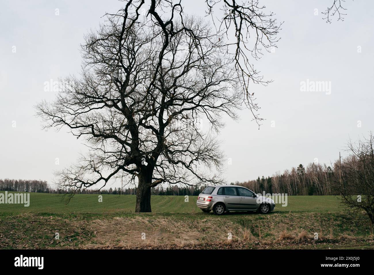 The giant silver tree hi-res stock photography and images - Alamy