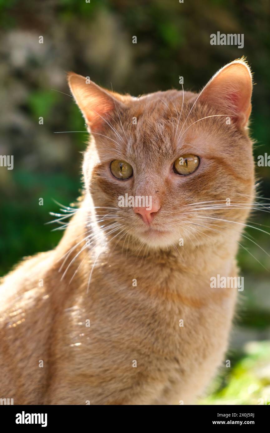A close-up view of a cat sitting calmly on the ground. The cat is ...