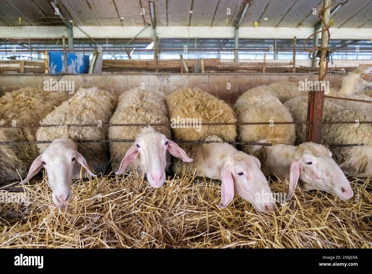 Mound of hay hi-res stock photography and images - Alamy
