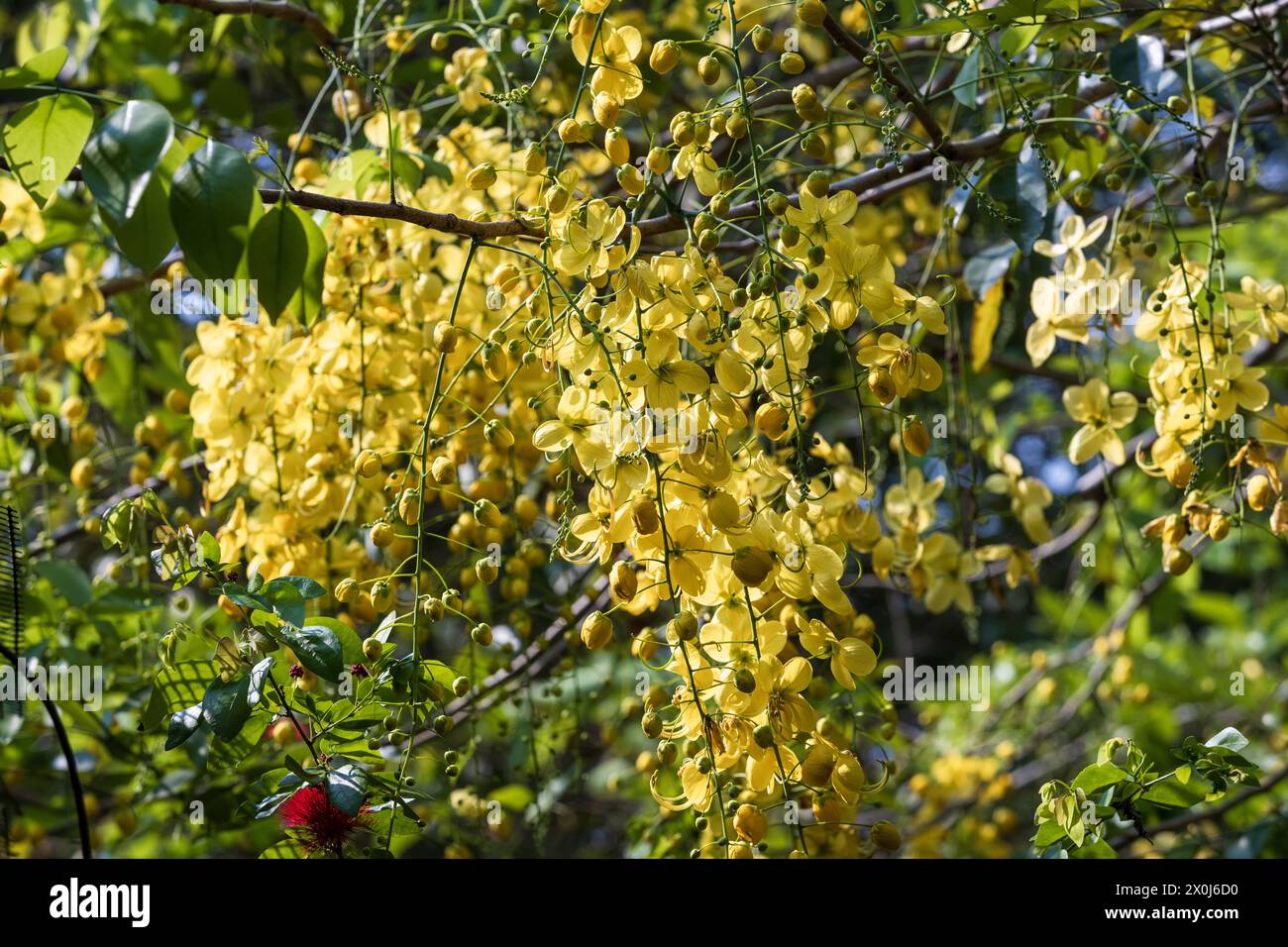 Fully naturally grown golden shower flowers full of the tree in tropical environment Stock Photo ...