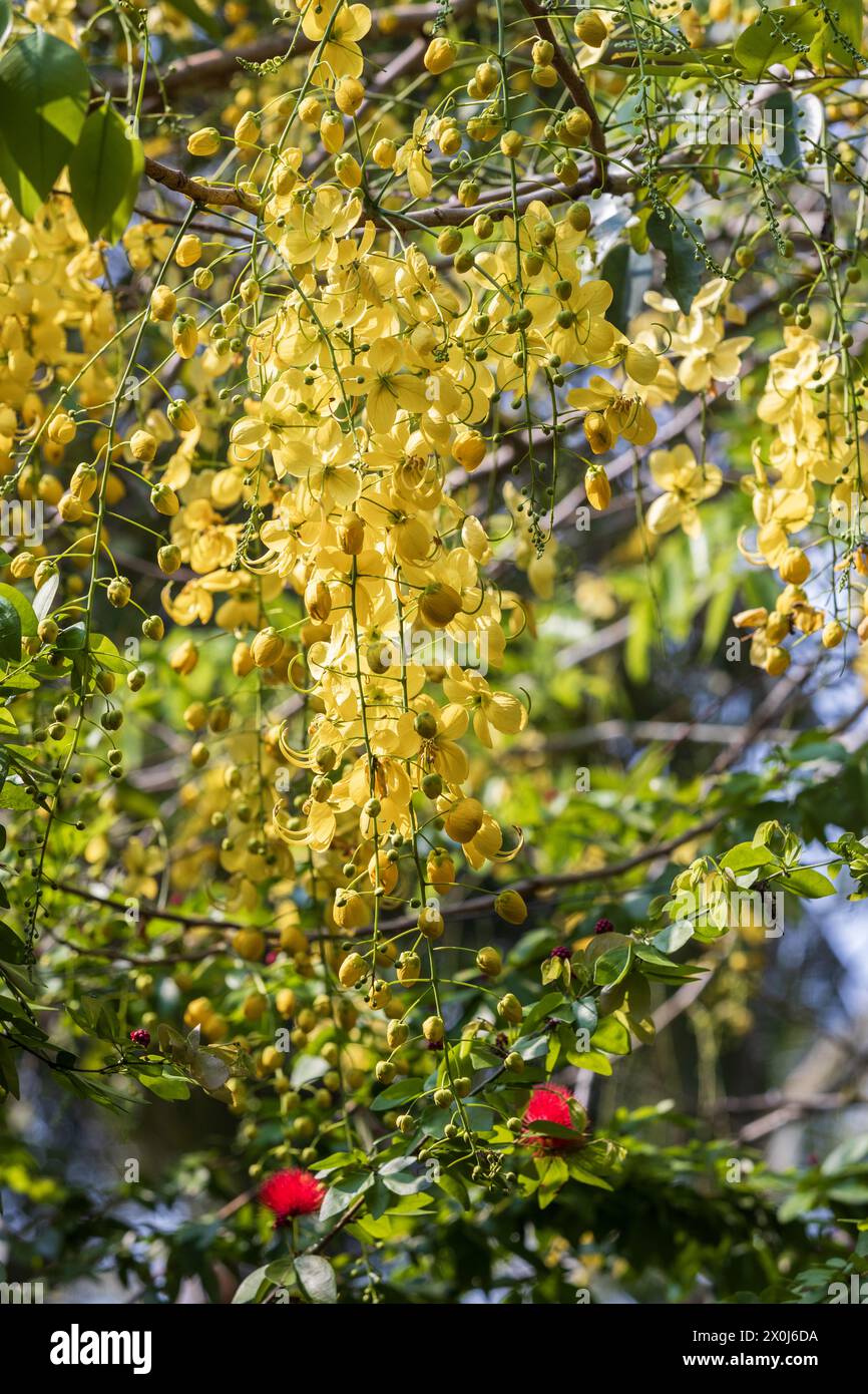 Fully naturally grown golden shower flowers full of the tree in tropical environment Stock Photo ...