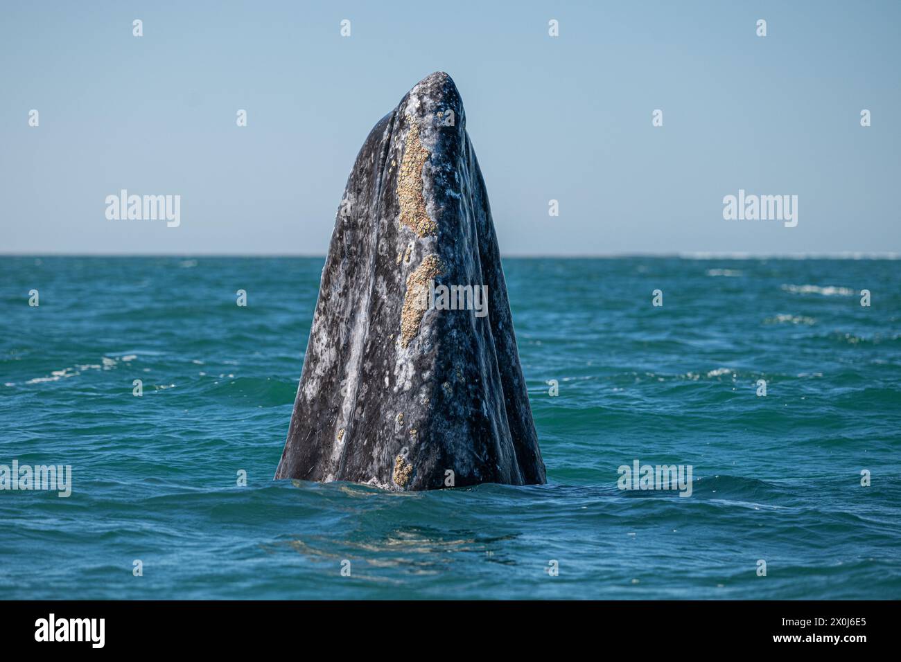 Gray whale (Eschrichtius robustus) in San Ignacio Lagoon, Baja ...
