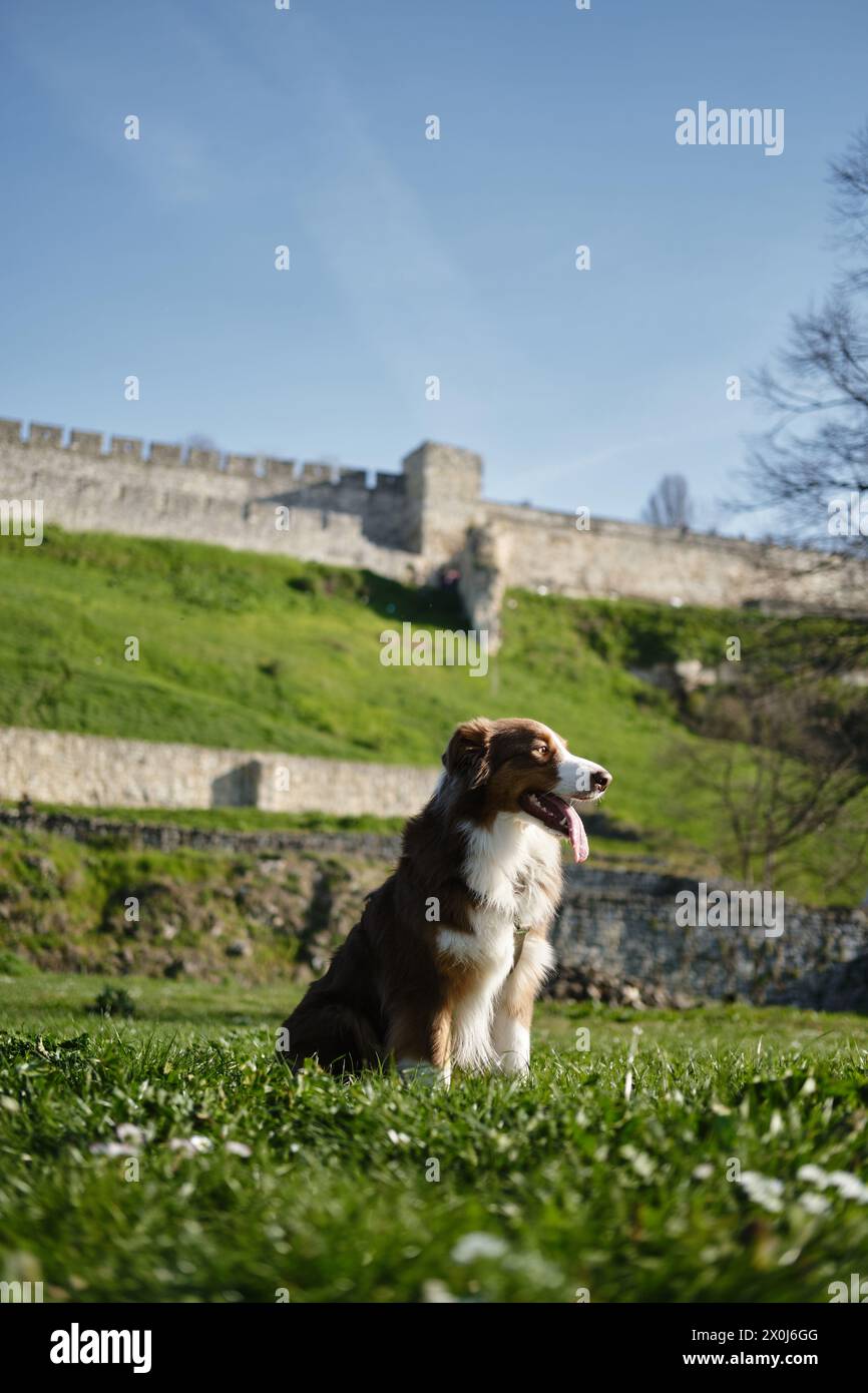Brown fluffy cute dog aussie sits in the green grass in the spring park ...