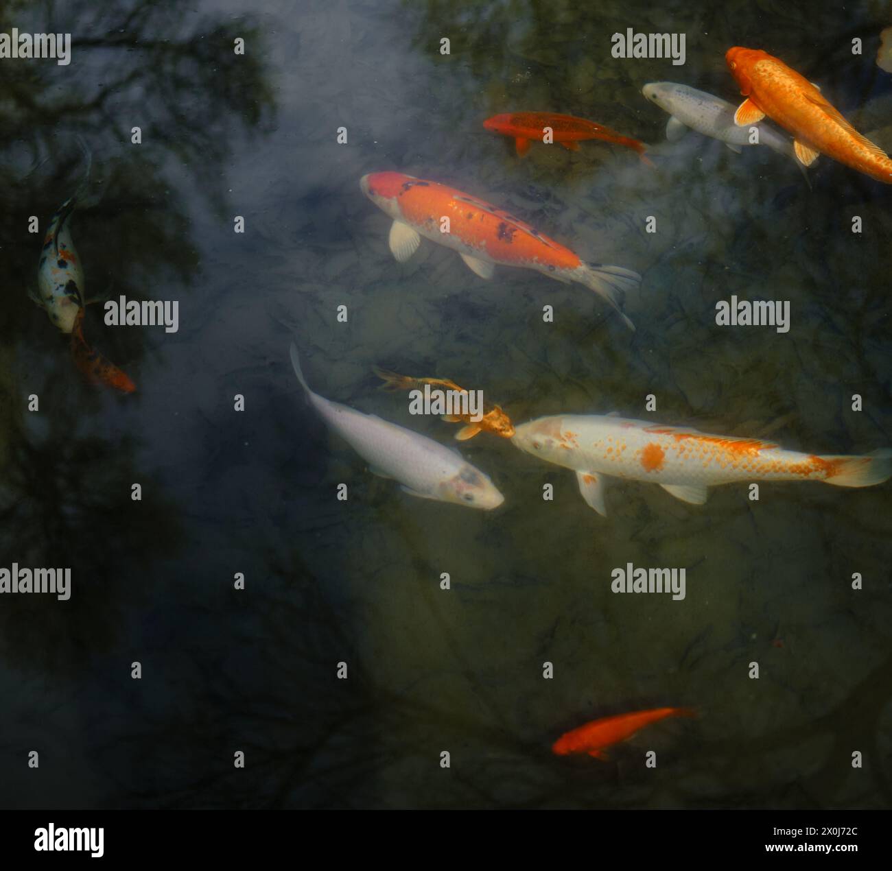 Red and white koi carp swim in a clear pond in the Japanese garden at ...