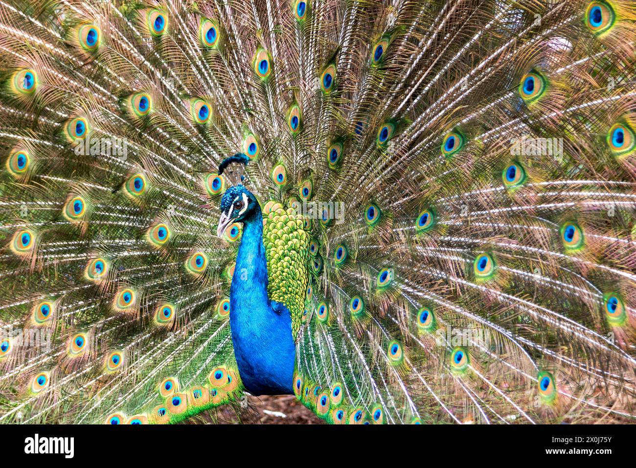Peacock realistic hi-res stock photography and images - Alamy