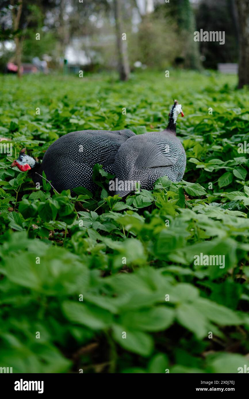 Two large grey domestic chickens are walking freely in the tall green ...
