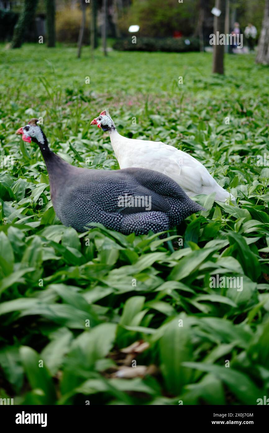 Two large grey and white domestic chickens are walking freely in the ...