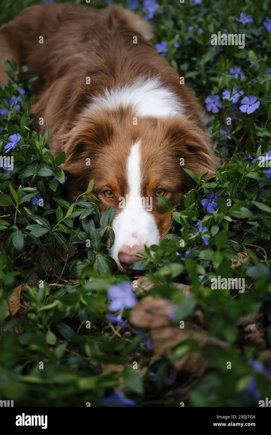 A brown dog lies in forest in clearing among spring blue flowers wild ...