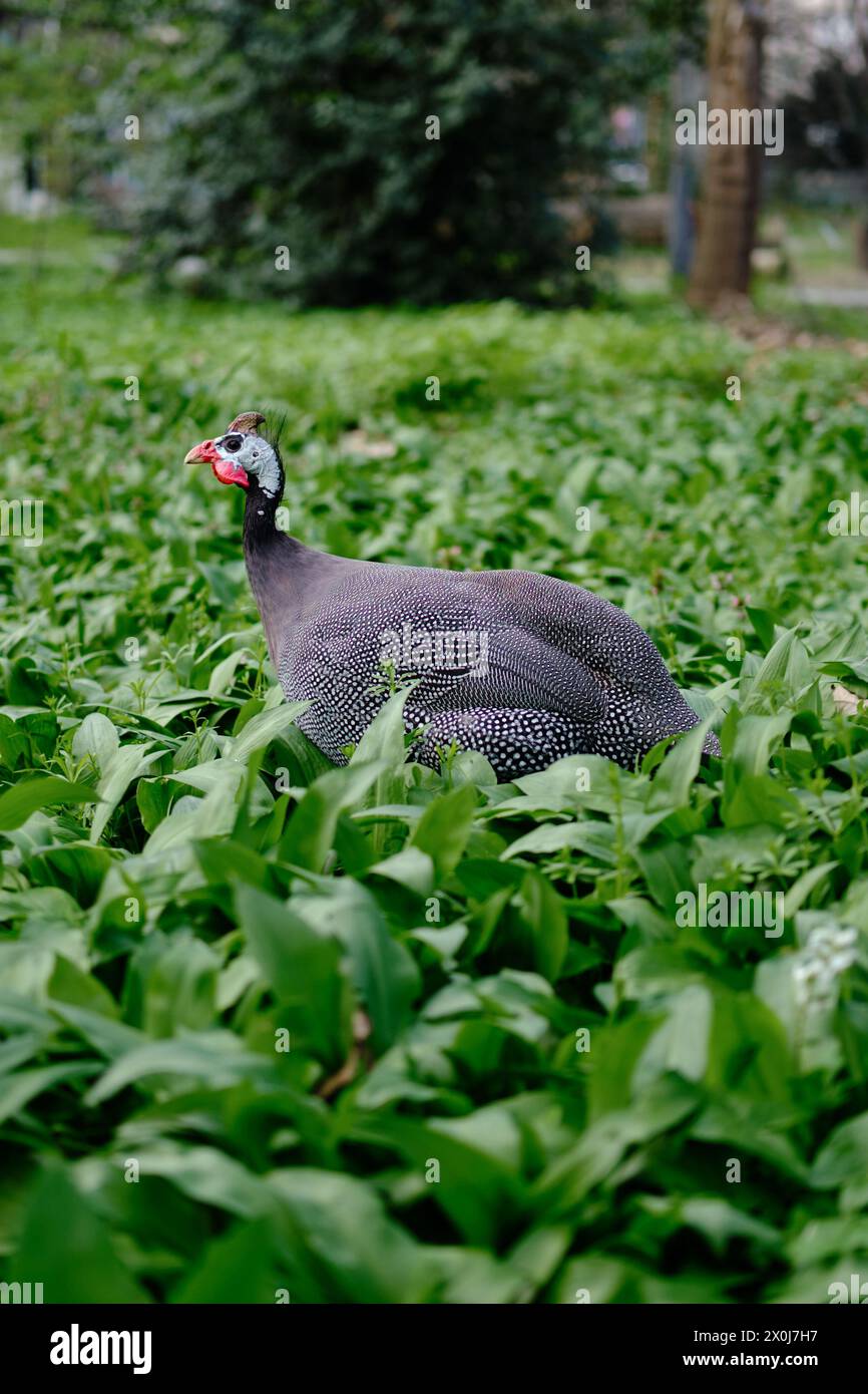 One large grey domestic chicken walking freely in the tall green grass ...