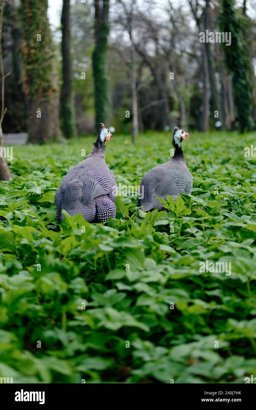 Two large grey domestic chickens are walking freely in the tall green ...